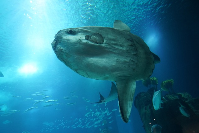 Mengenal Mola-mola, Ikan Unik yang Tinggal di Lautan Nusa Penida Bali ...