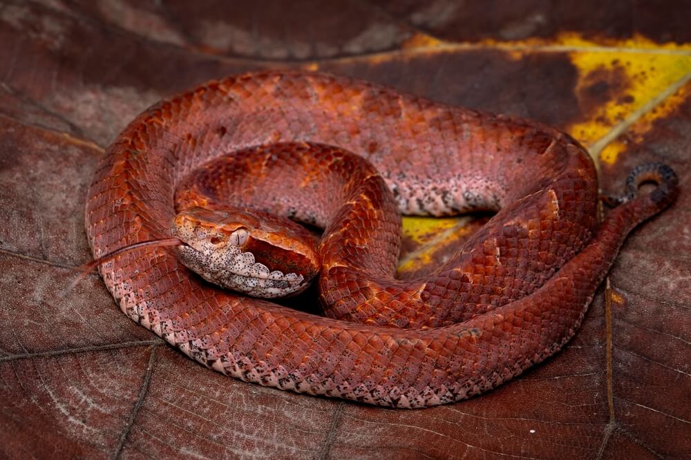 Kenali Ular Viper Tanah: Bahaya dan Cara Mengatasi Gigitan | SUPERLIVE