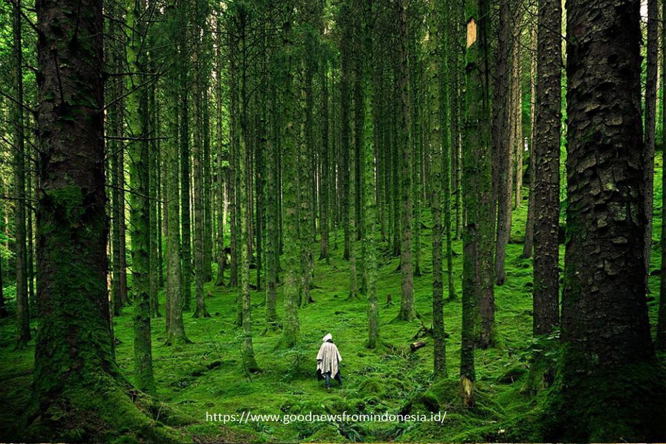 Spot Hutan Estetik yang Ada di Indonesia! | SUPERLIVE