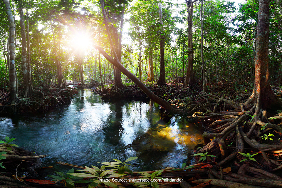 Tipe-Tipe dan Ciri Khas Hutan yang Ada di Indonesia | SUPERLIVE