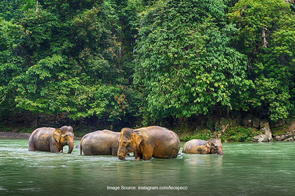Satwa Endemik yang Bisa Lo Temui Saat Main ke Gunung Leuser | SUPERLIVE