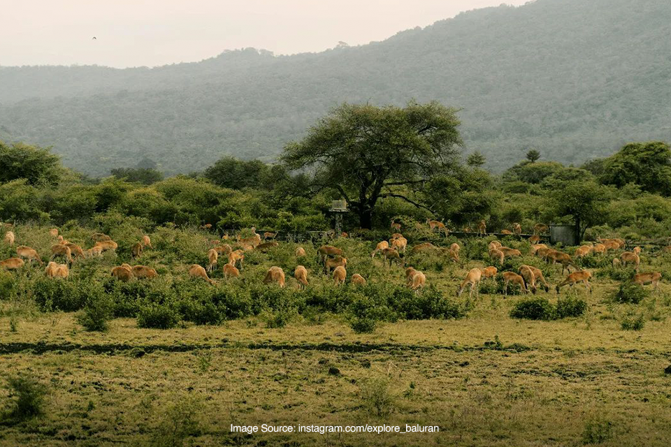 Menilik Pesona Taman Nasional Baluran di Banyuwangi | SUPERLIVE