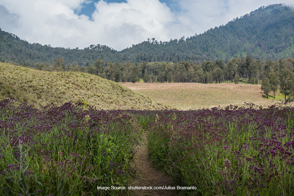 Spot Instagramable di Jalur Pendakian Gunung Semeru | SUPERLIVE
