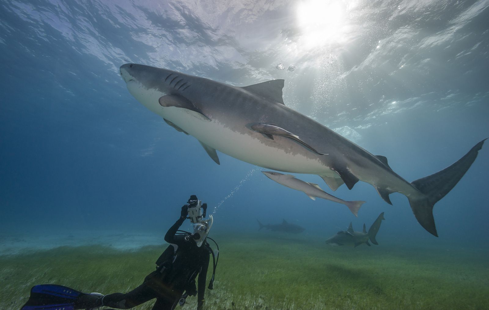 Lawan Rasa Takut dan Menyelamlah dengan Hiu Macan | SUPERLIVE