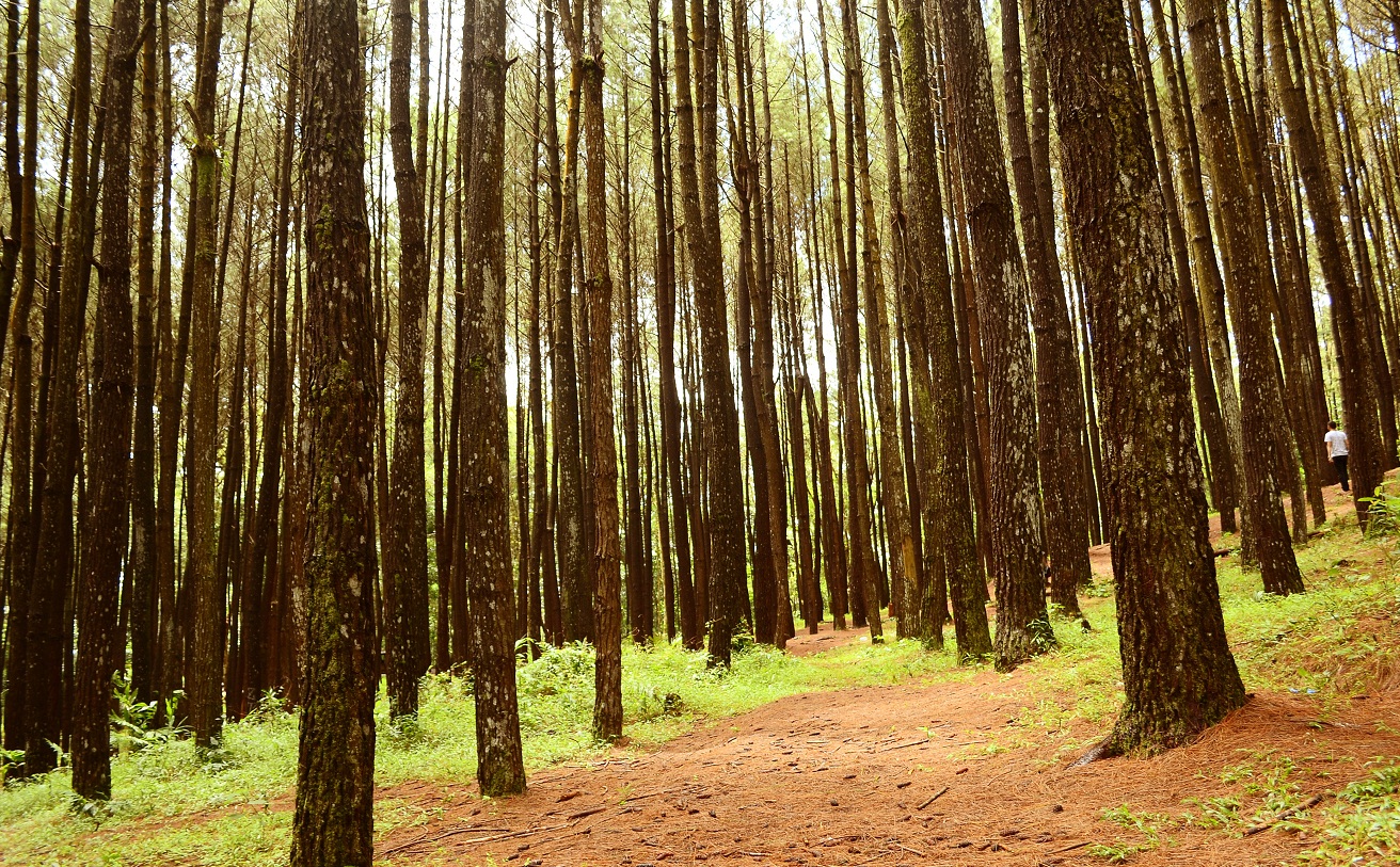 Hutan Pinus Sudimoro, Spot Wisata dengan Keindahan yang Nggak Ada ...