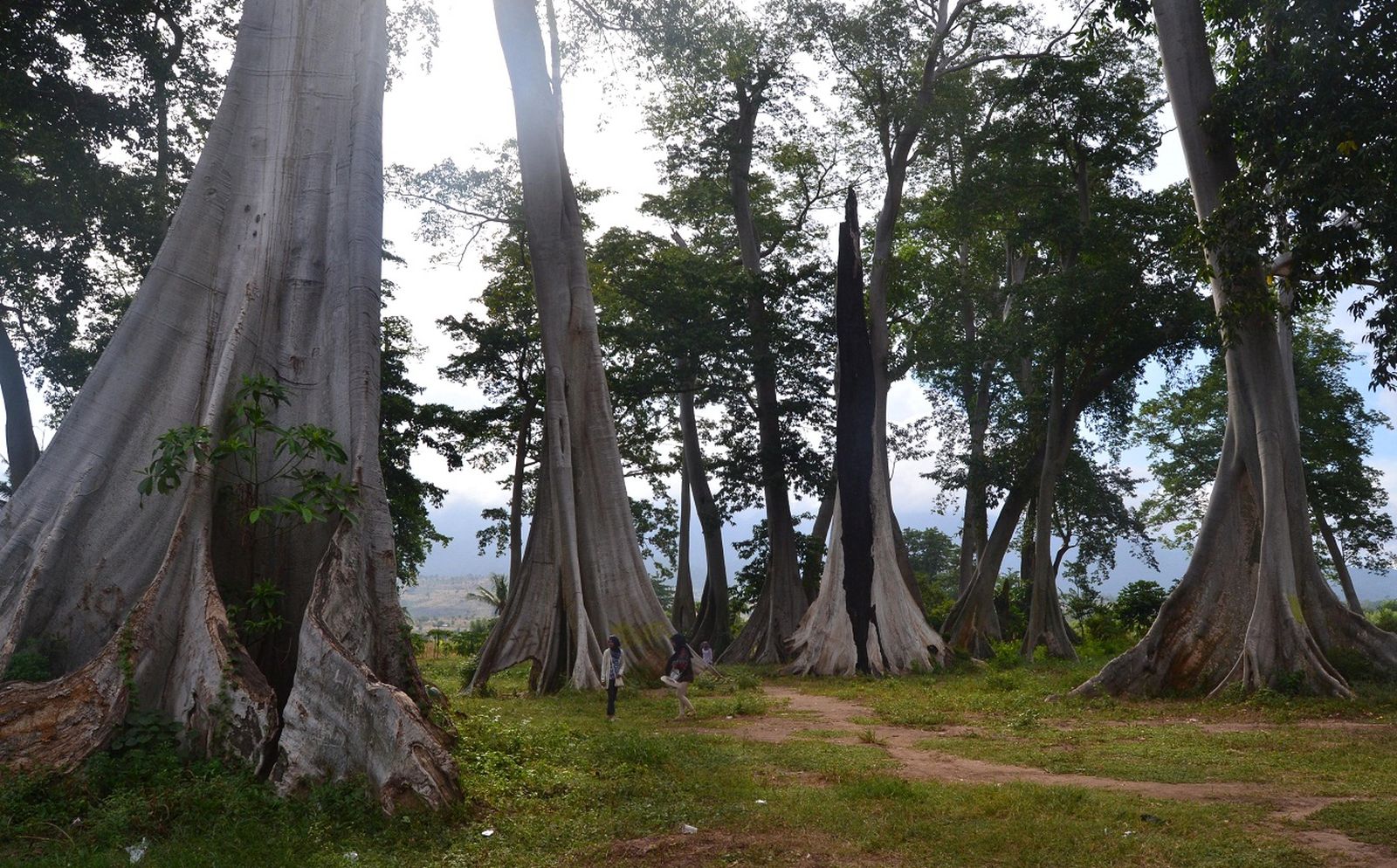 Berpetualang Di Lombok Belum Seru Kalau Nggak Intip Pohon Purba Disana ...