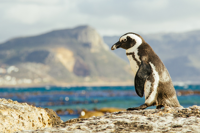 5 Spot Wisata Terbaik untuk Melihat Penguin dari Berbagai Belahan Dunia ...