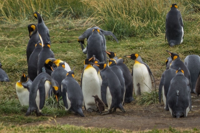 5 Spot Wisata Terbaik untuk Melihat Penguin dari Berbagai Belahan Dunia ...