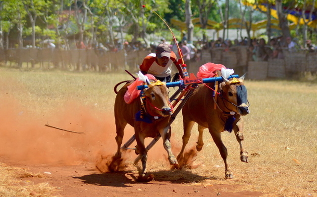 5 Fakta Unik Karapan Sapi, Tradisi Asli Warga Madura | SUPERLIVE