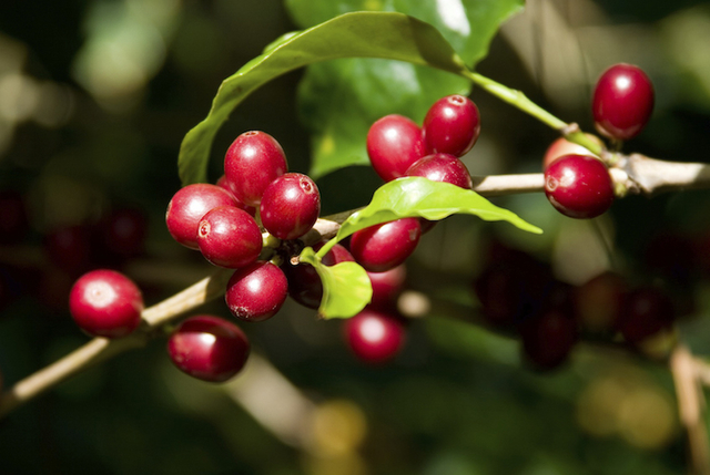 Mengenal Kopi Semendo: Hidden Gem Dari Palembang Sumatera Selatan ...