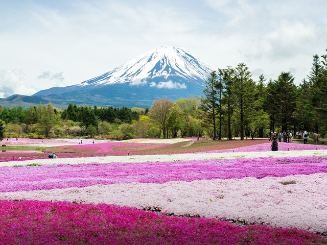 Warna-warni Festival Bunga di Jepang | SUPERLIVE