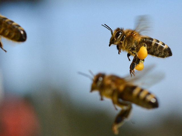 Hati-hati! Begini Cara Mengatasi Sengatan Lebah di Alam Liar | SUPERLIVE